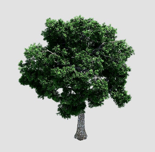 Forest - Ash Tree 32 3d model