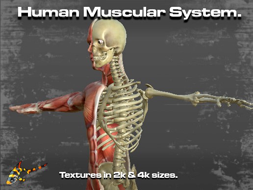 Human Muscular System 3d model