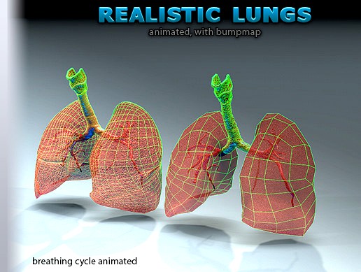 Realistic Lungs Animated 3d model