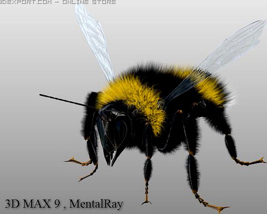 Bumble bee 3D Model