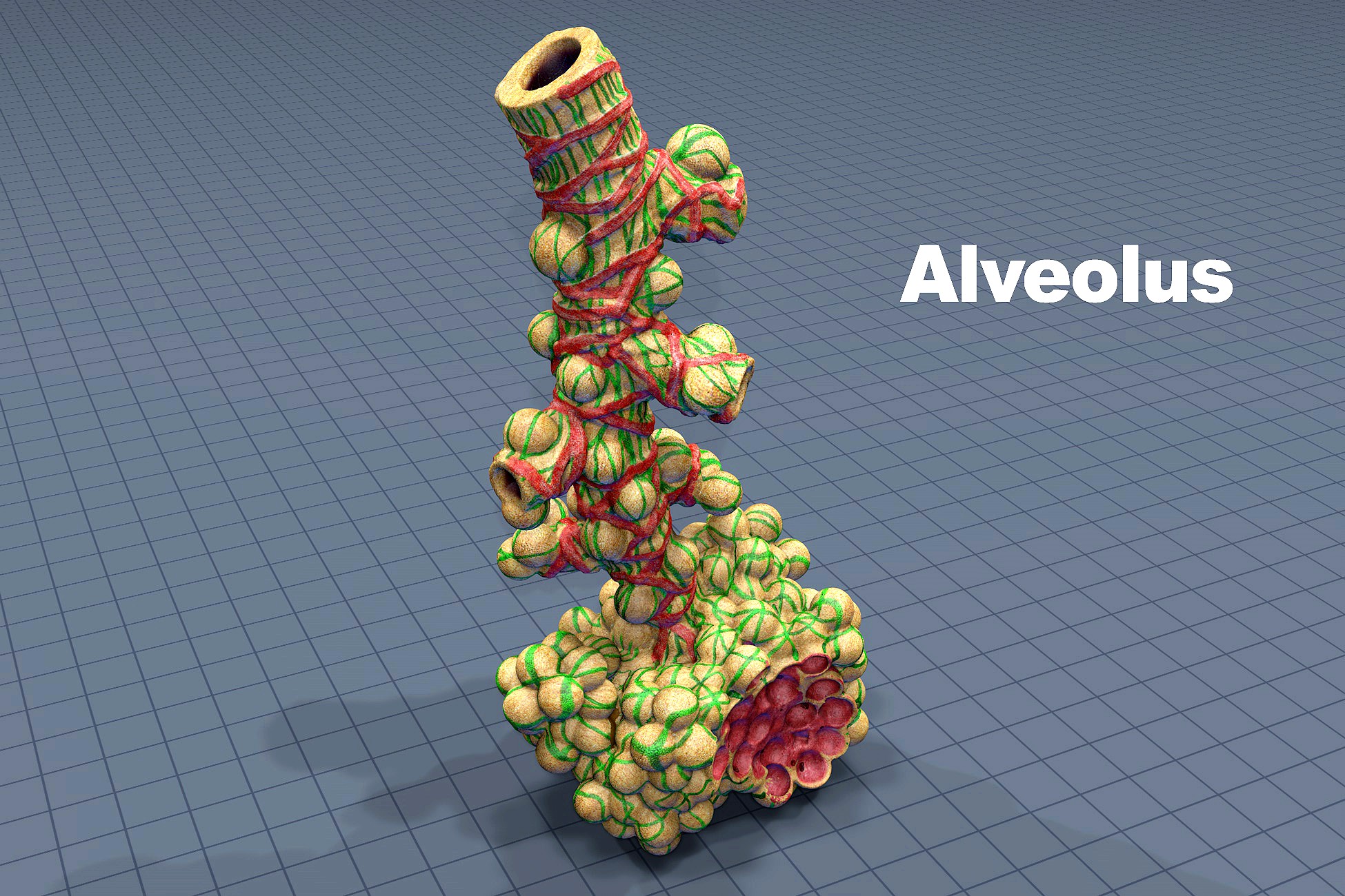 Alveolus Lungs Part 3d model