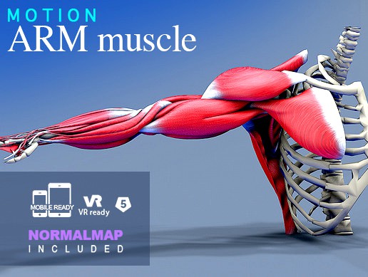 ARM muscles motion 3d model
