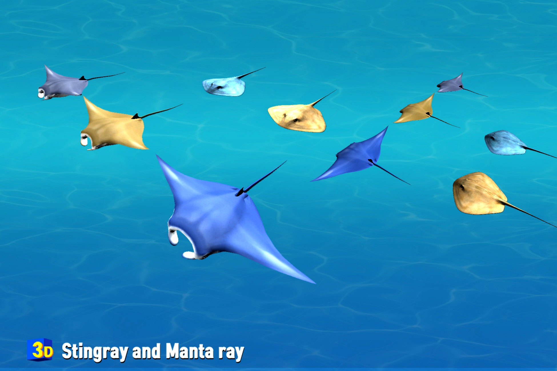 3D Stingray and Manta ray model