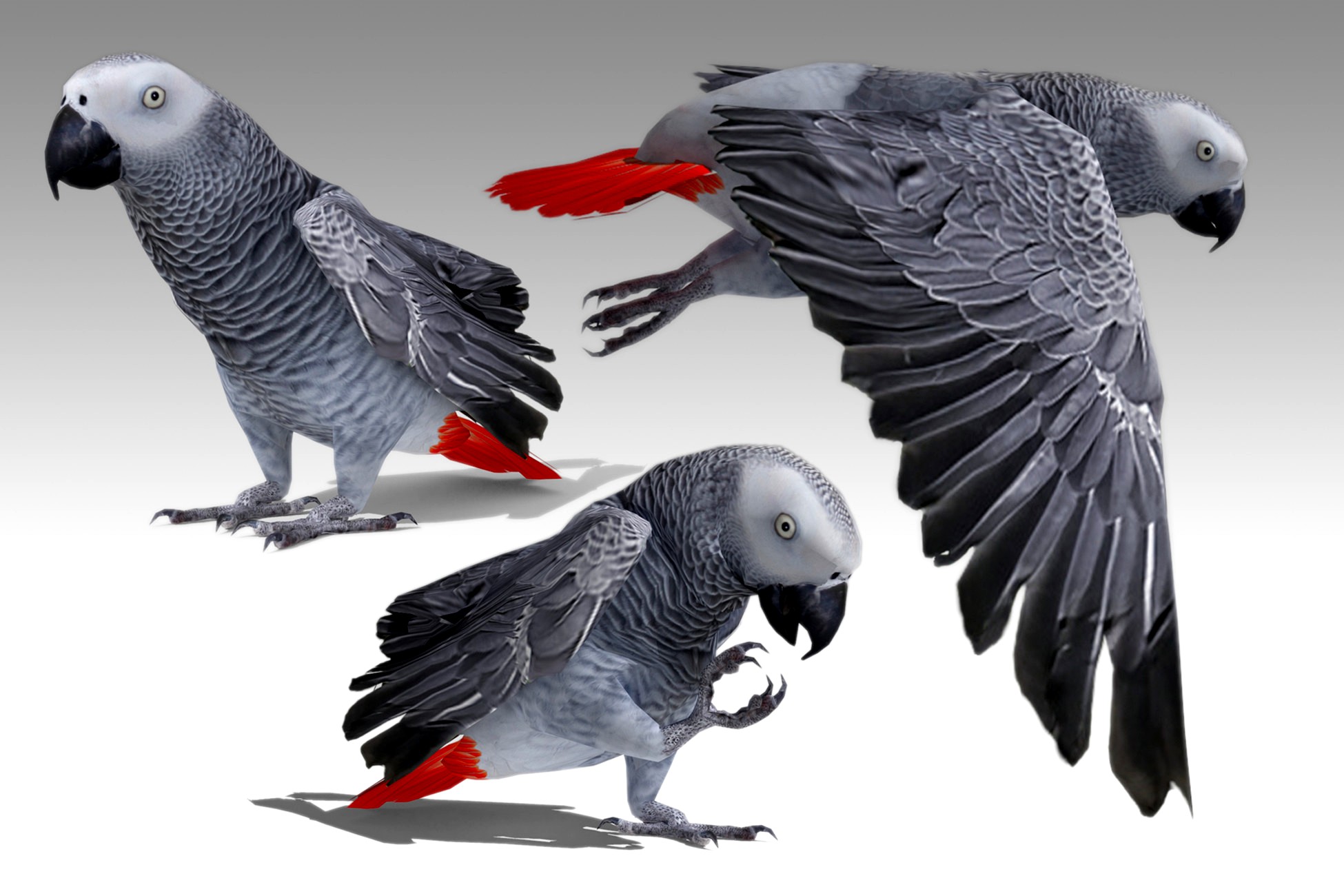 Grey Parrot Animated 3d model