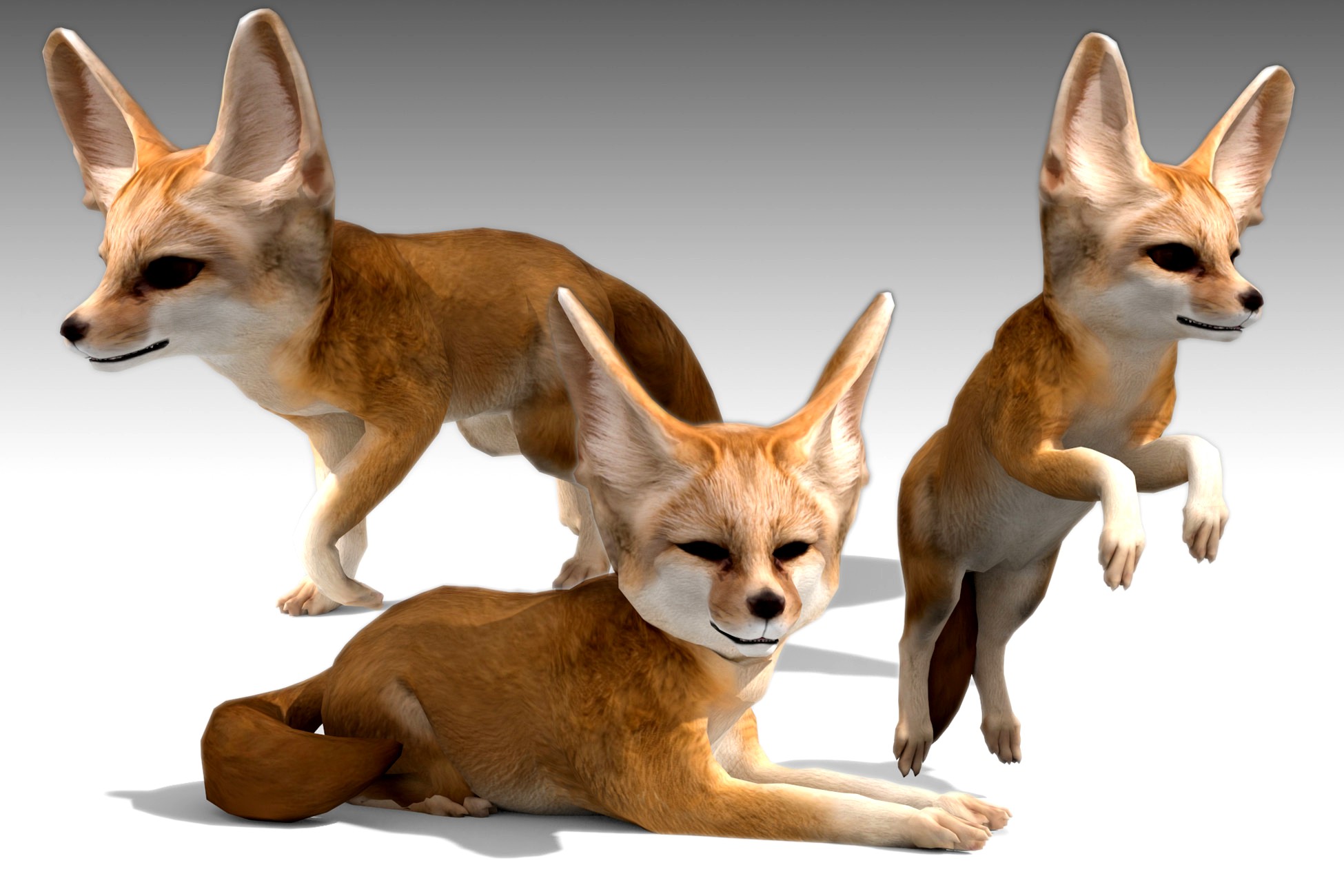Fennec 3d model