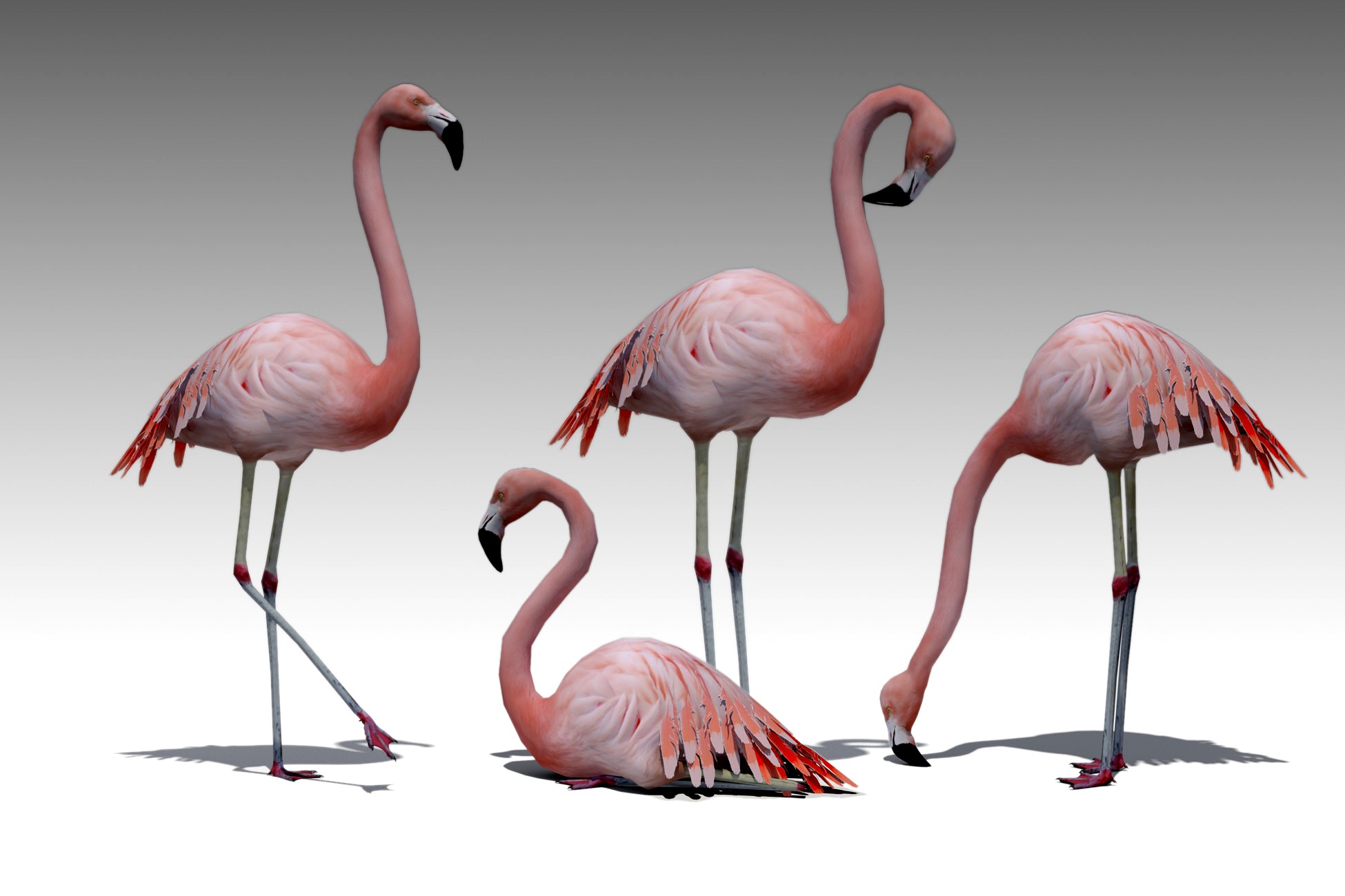 Flamingo Animated 3d model