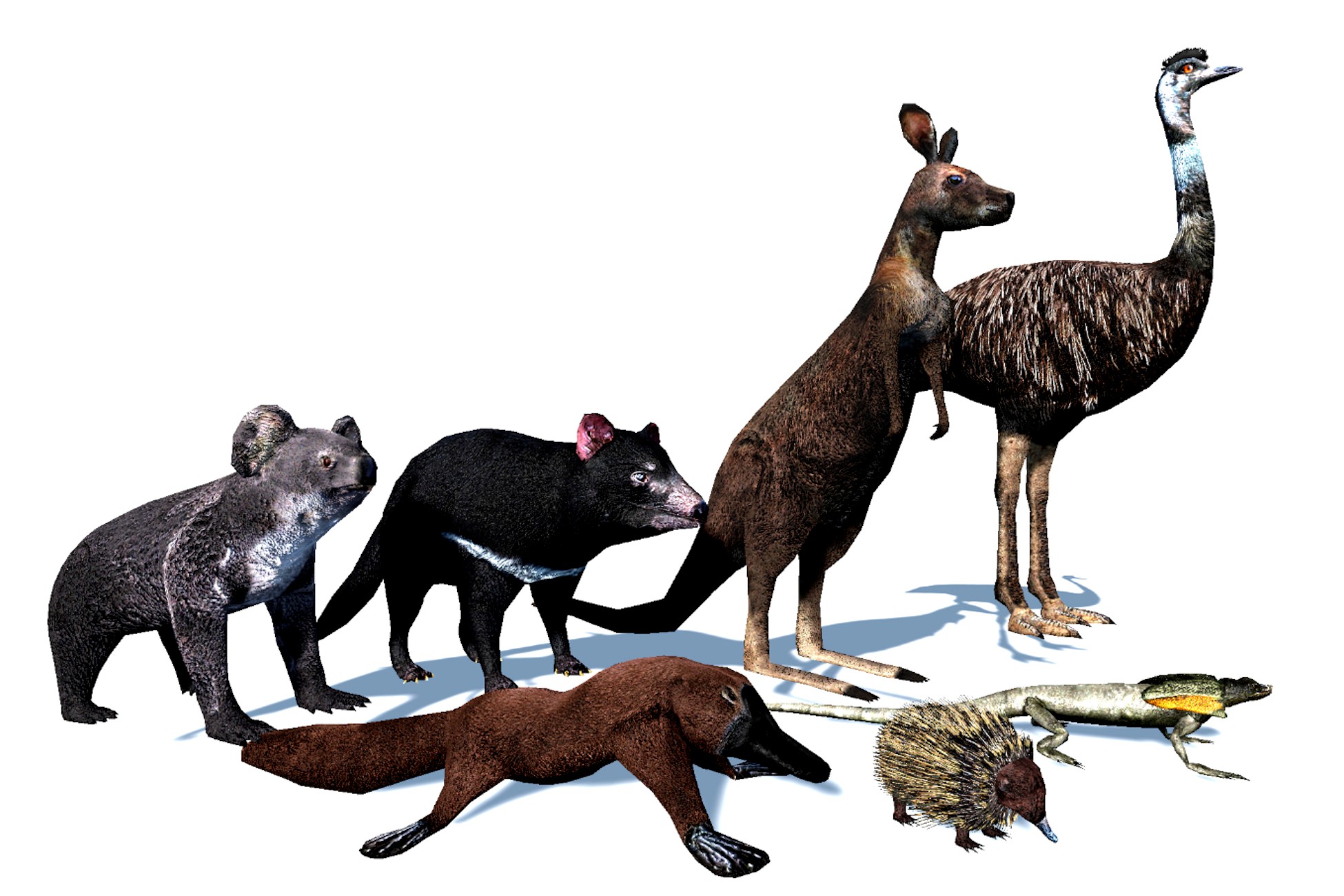 Australia Animals Pack Low Poly V1 3d model