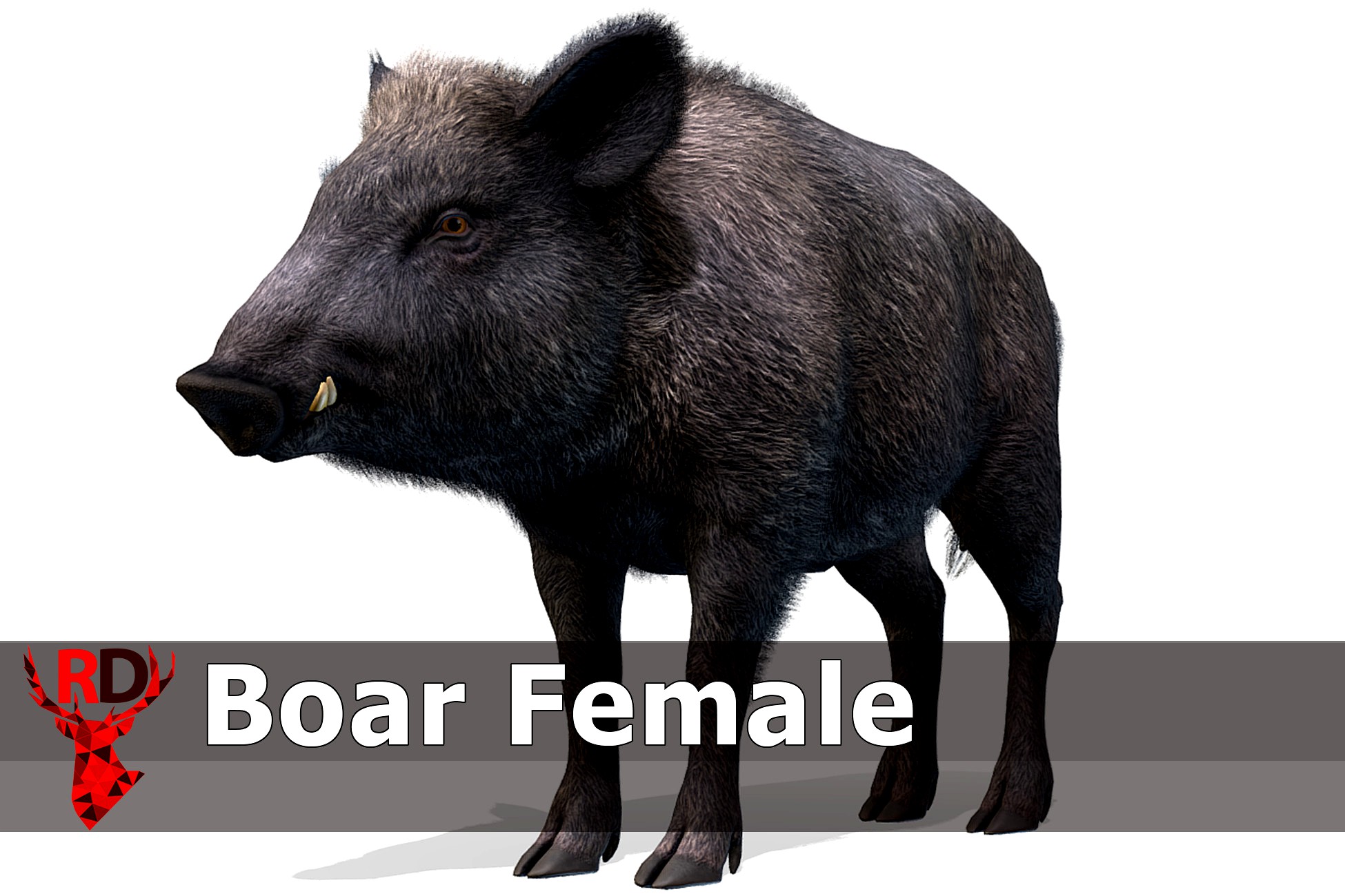 Wild Boar - Female 3d model