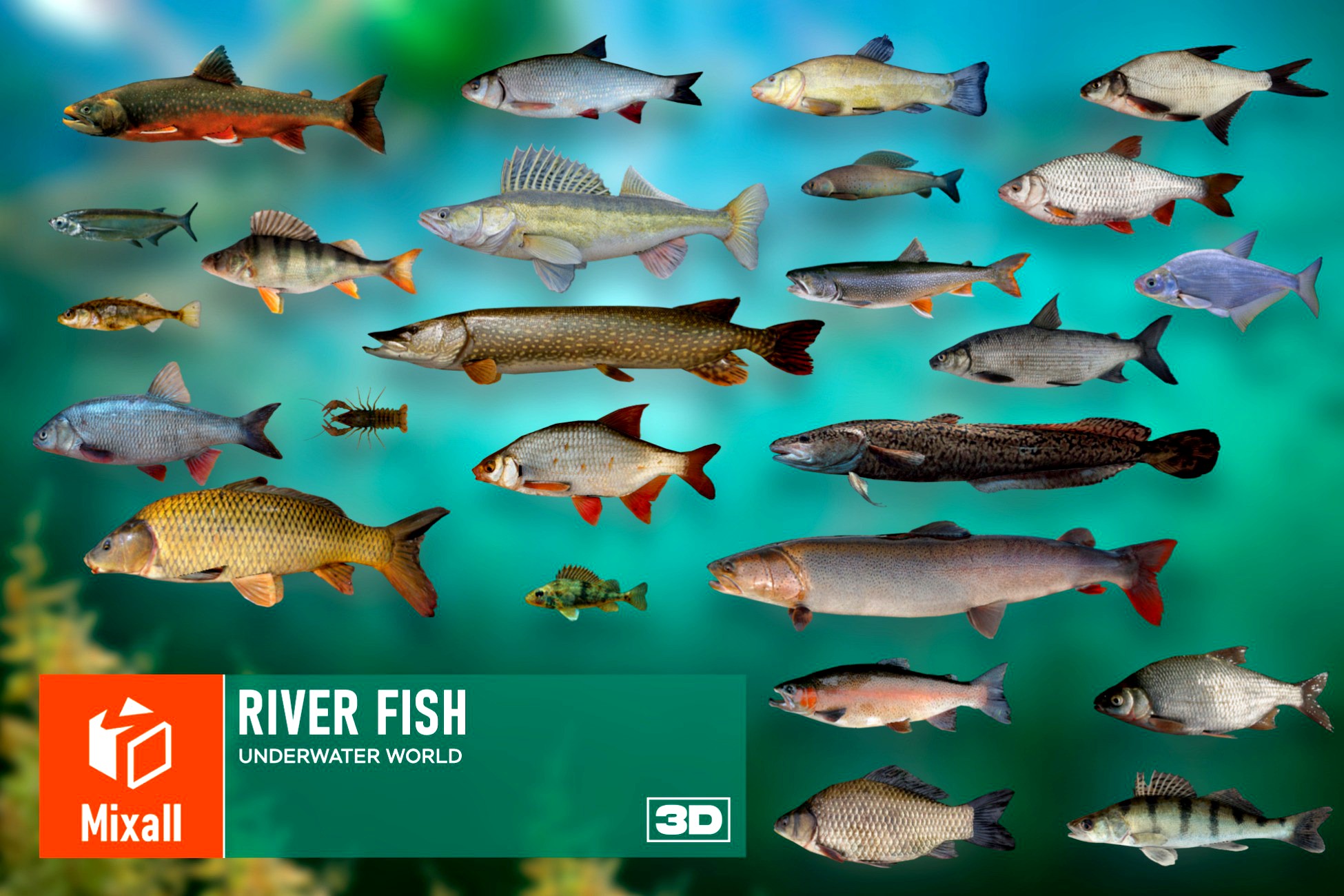 River fish - underwater world 3d model