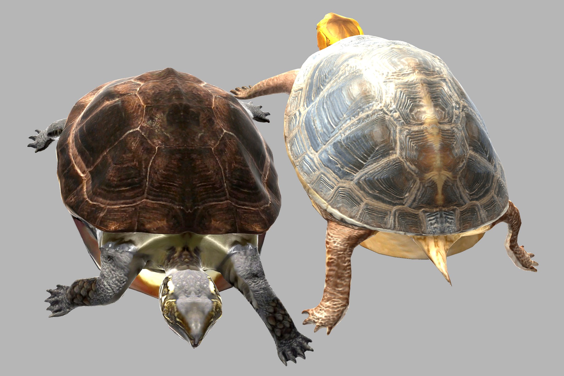 Chinese box turtle 3d model