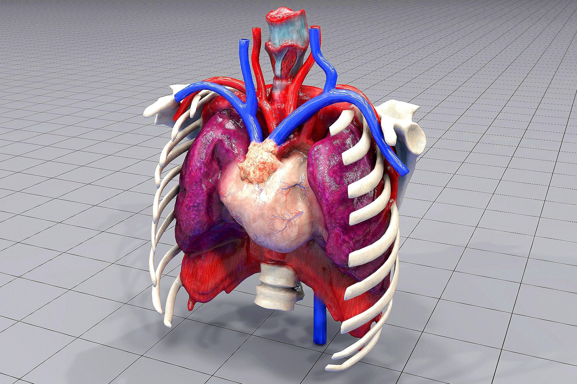 Heart Lungs ANIMATED 3d model