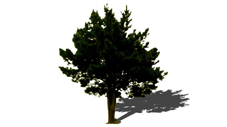 Pine Tree.skp 3d model