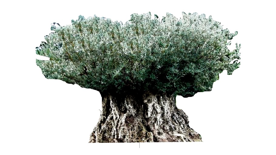 bonsai black olive tree 2d basic zeytin bonzai trees japan huge big ...