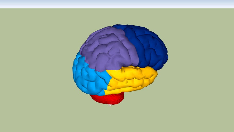 Human Brain Lobes 3d model