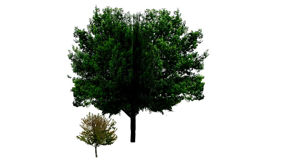 Tweed Jail Trees 3d model