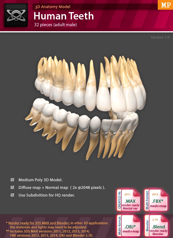 3D Anatomy - Human Teeth model