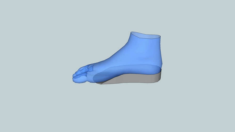 Shaped Orthotic & Foot 3d model