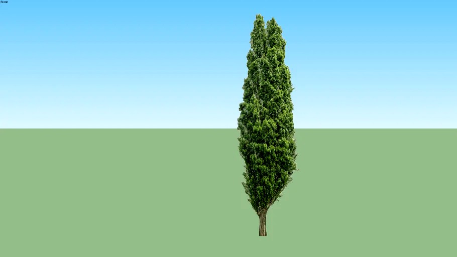 Cemara Tree 3d model