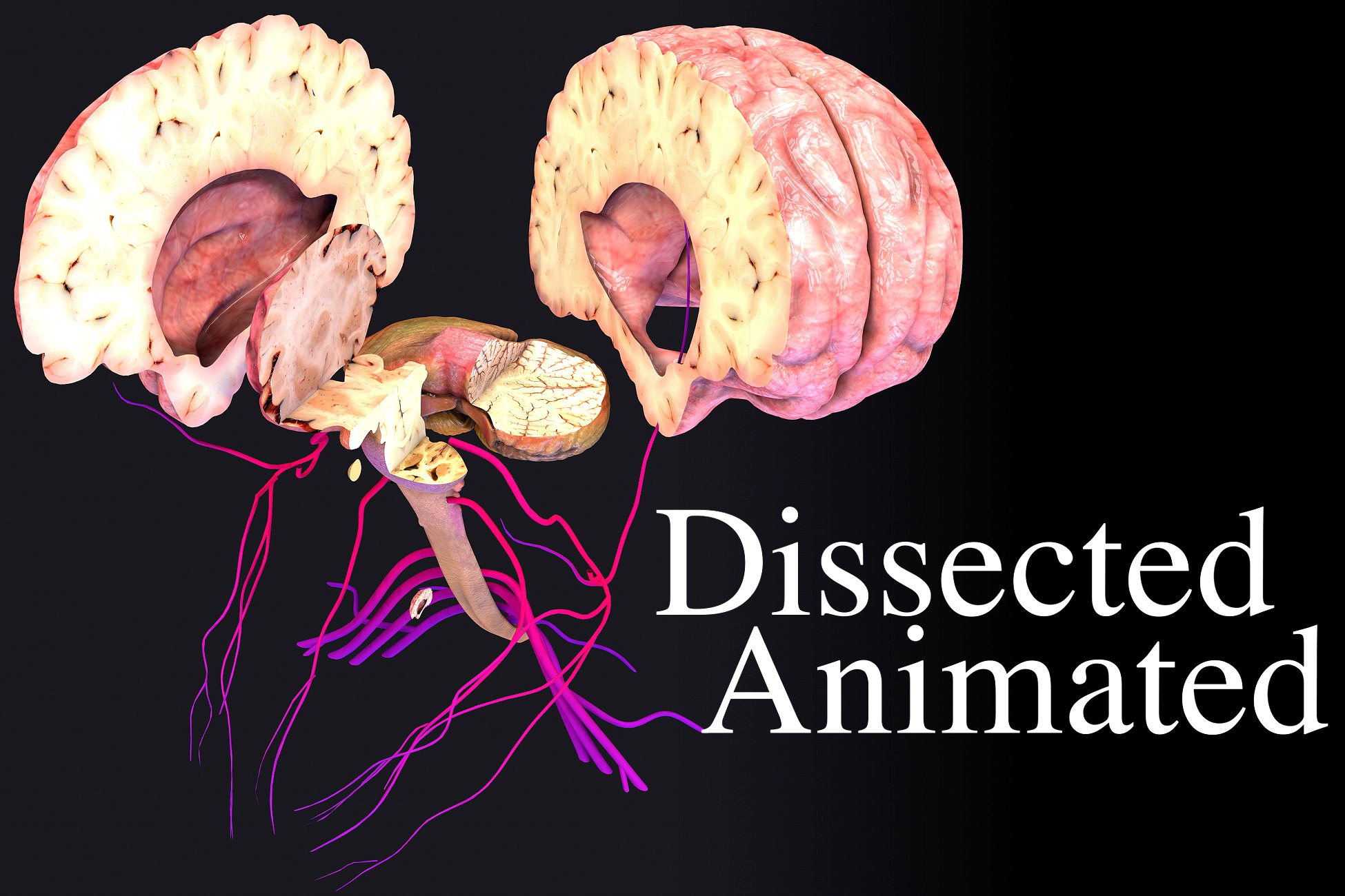 Brain Dissection Animated 3d model