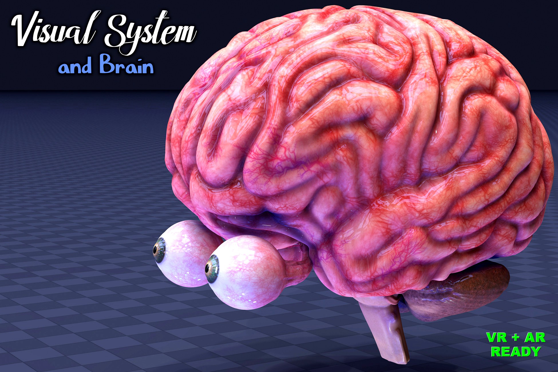 Visual System and Brain Animation 3d model
