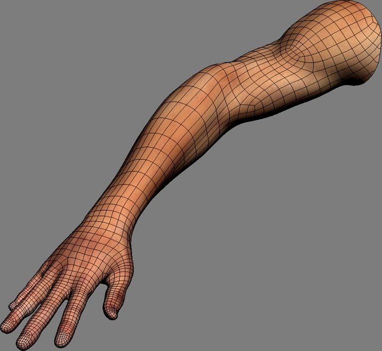 Human Male Arm Anatomy3d model