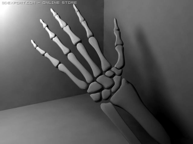 Skeleton hand 3D Model
