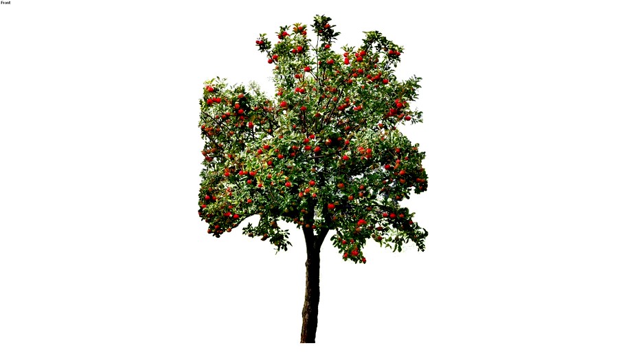Small Apple Tree Malus 2D follow me 3d model