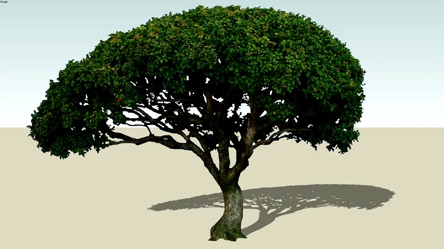 pohon 3d model
