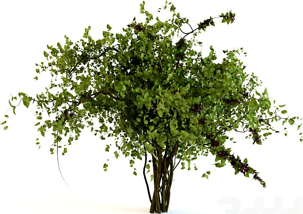 Bush with berries 3d model