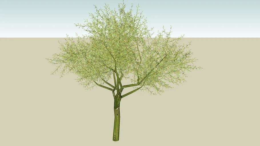 3D Tree model