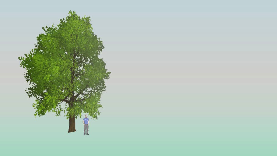 OAK TREE IN SPRING 2D SILHOUETTE TYPE TEXTURE TRANSPARENT BACKGROUND 3d ...