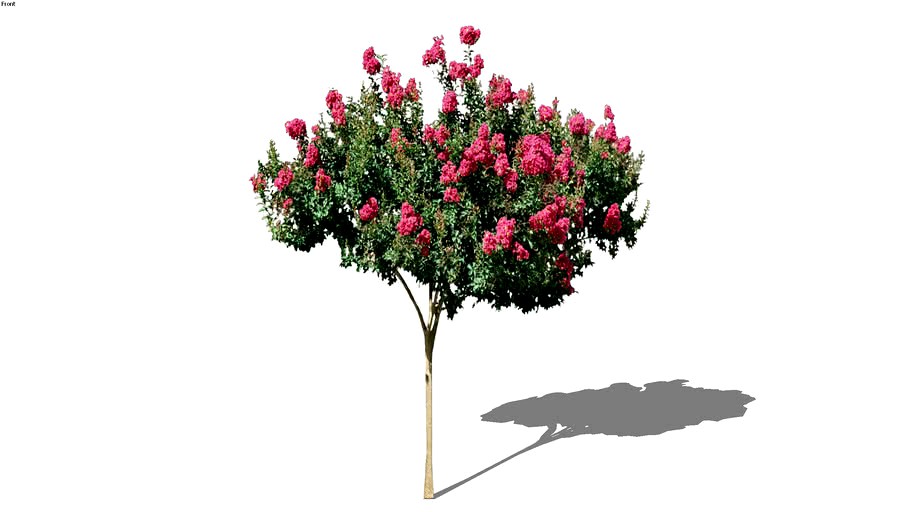 Land F/X - Tree - Flowering and Fruiting - Lagerstroemia indica 3d model