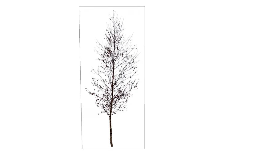 Realistic 2D Tree for VRay - 1 3d model