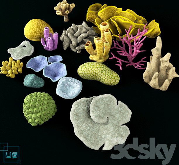 Coral polyps 3d model
