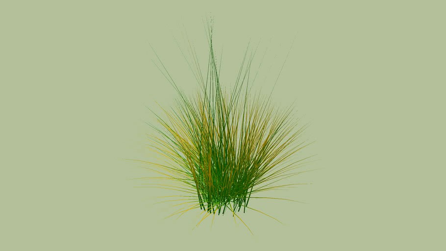 Mexican Feather Grass 3d model
