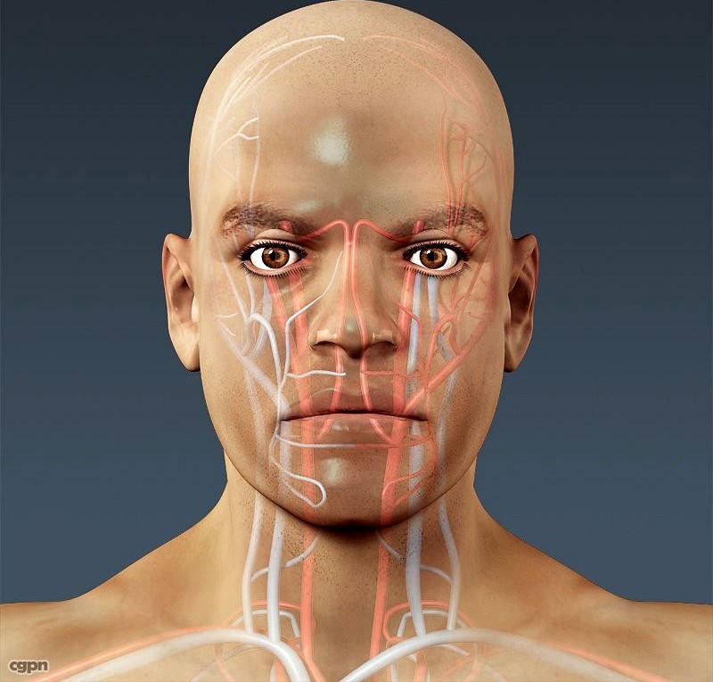Human Male Body and Circulatory System Textured - Anatomy3d model