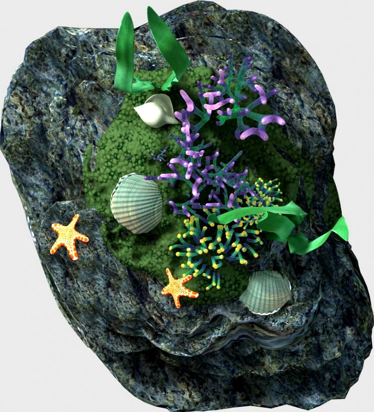coral 073d model