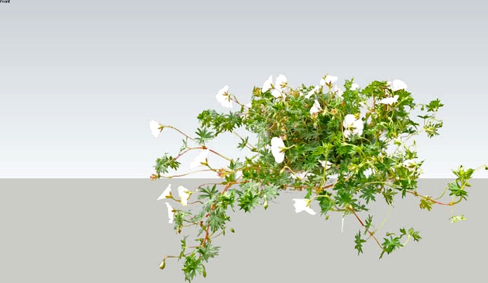 Cranesbill Geranium 'Ballerina' 2D Faceme 3d model