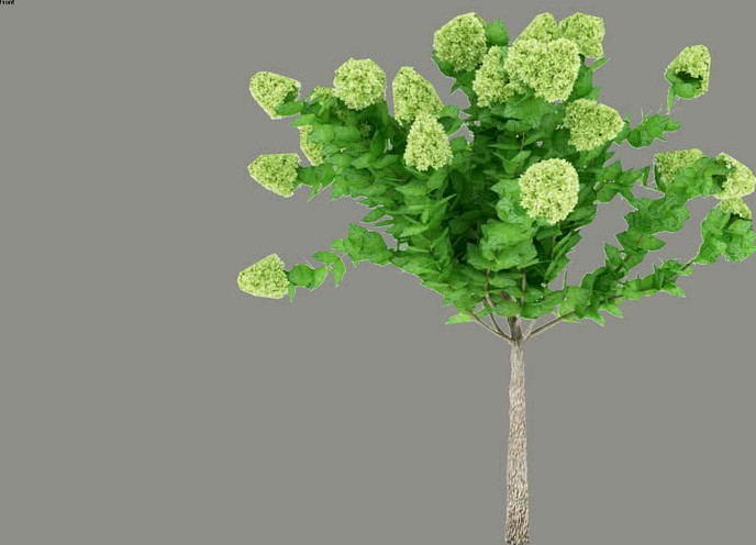 Limelight Hydrangea on Standard 2D Cutout 3d model