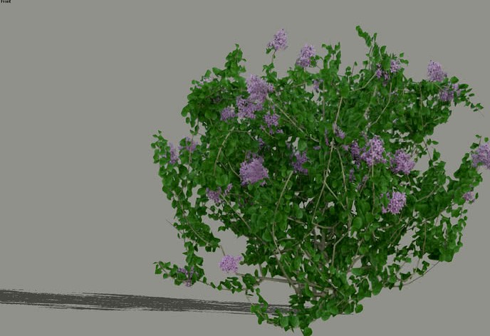 Dwarf Lilac 2D Cutout 3d model