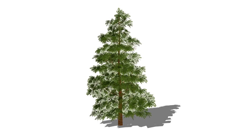 Redwood Tree - 3D model