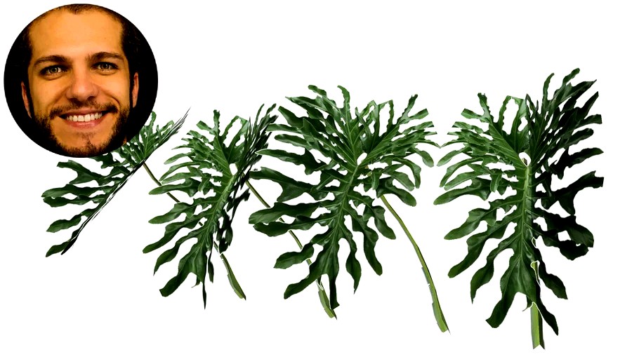 PARA PAINEL Philodendron Bipinnatifidum Guaimbê Imbê 3d model