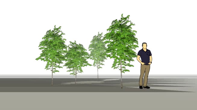 young moringa oleifera tree #moringa #moringaoleifera #keloe #edible 3d ...