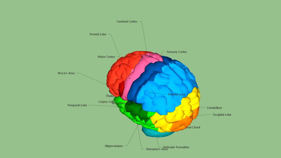 Labeled and Colored Human Brain 3d model
