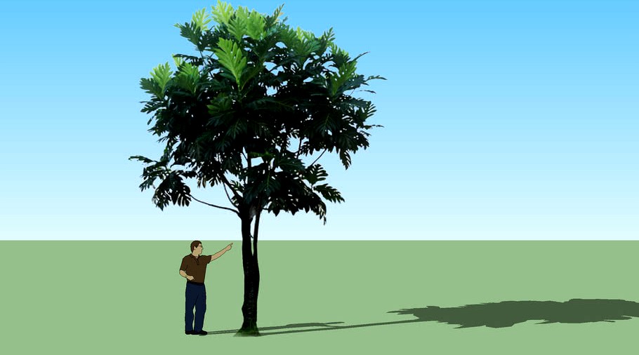 James with Sukun tree, Artocarpus Atilis 3d model