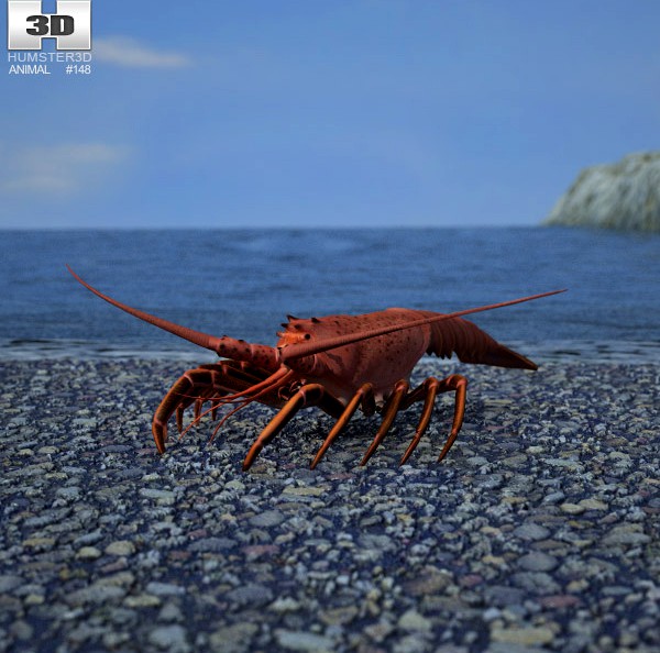 3D model of Spiny Lobster