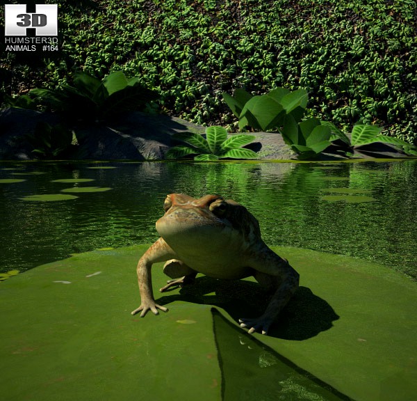 3D model of Cane Toad