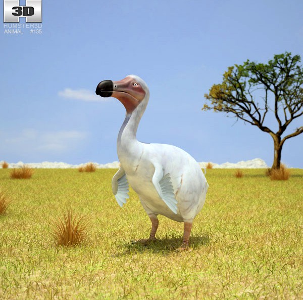 3D model of Dodo