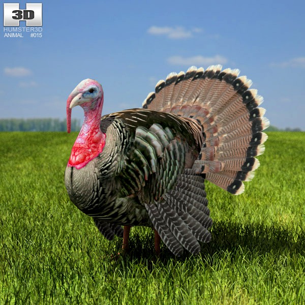 3D model of Turkey