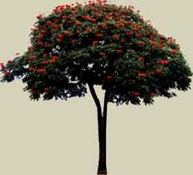 spathodea campanulata 3d model